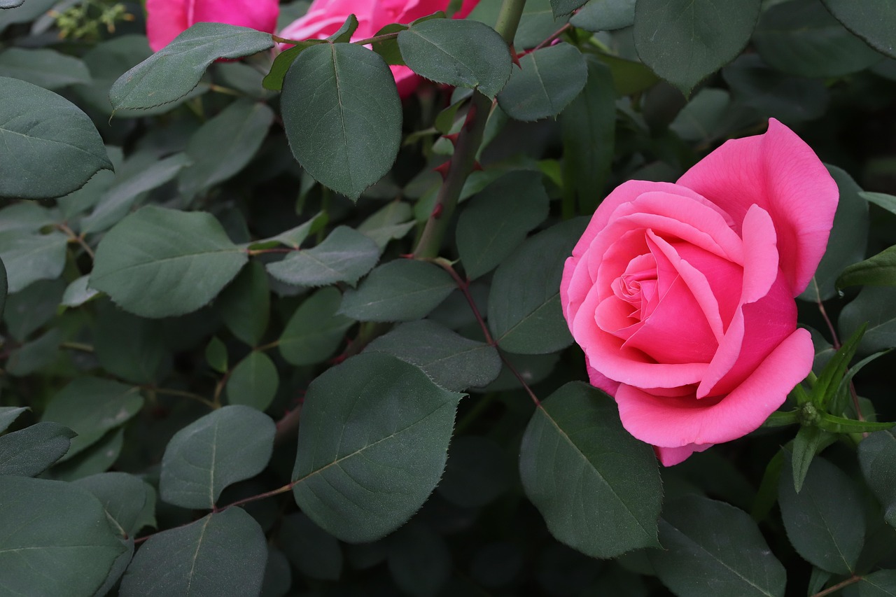 Des Roses Fleurs - Photo gratuite sur Pixabay - Pixabay