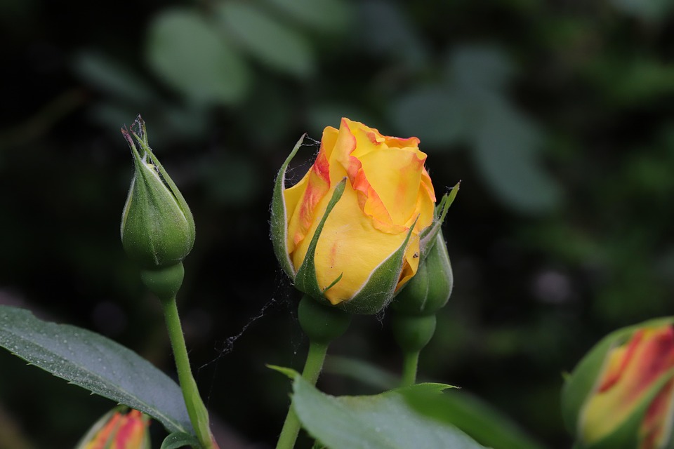 Des Roses Jaunes Fleurs - Photo gratuite sur Pixabay