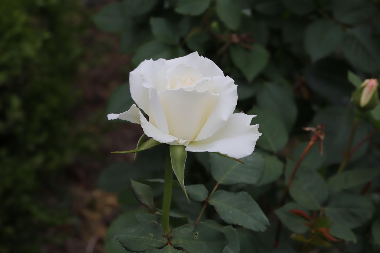 Rose Blanche Fleur - Photo gratuite sur Pixabay - Pixabay