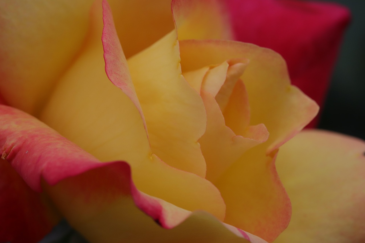 Rose Yellow Variegated - Free photo on Pixabay