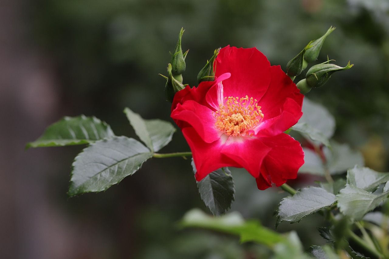Red Rose Flower Garden - Free photo on Pixabay - Pixabay