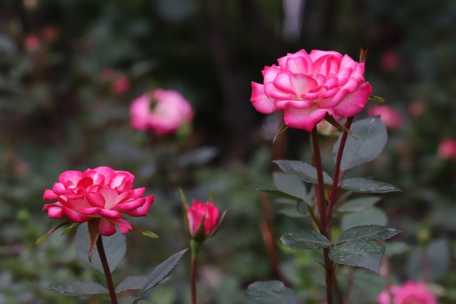 Des Roses Fleurs - Photo gratuite sur Pixabay - Pixabay