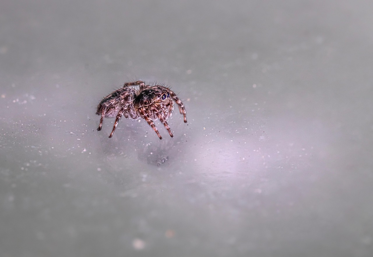 Spider Zebra Jumping - Free photo on Pixabay - Pixabay