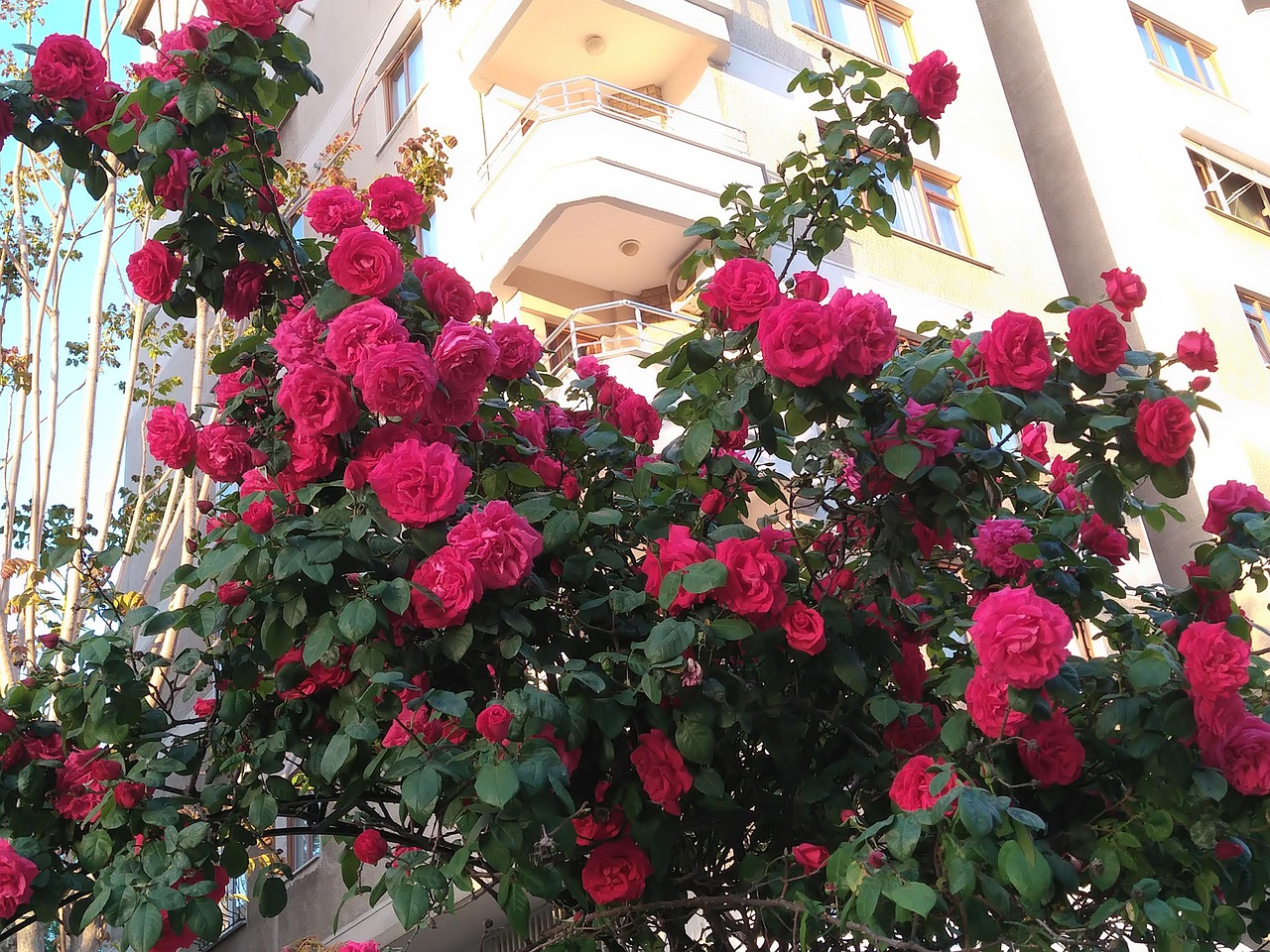 Redrose Des Roses Fleurs - Photo gratuite sur Pixabay - Pixabay