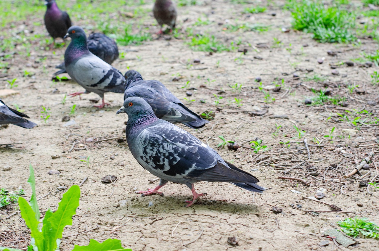 Pigeons Des Oiseaux Animaux - Photo gratuite sur Pixabay - Pixabay