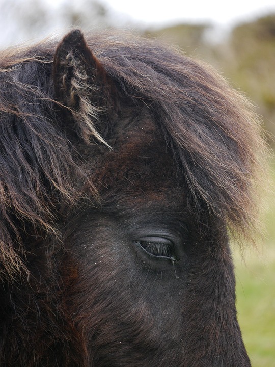 Pony Shetland Gras - Kostenloses Foto auf Pixabay - Pixabay