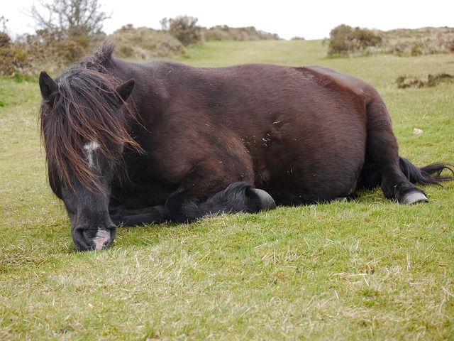 Pony Shetland Grass Farm - Free photo on Pixabay - Pixabay