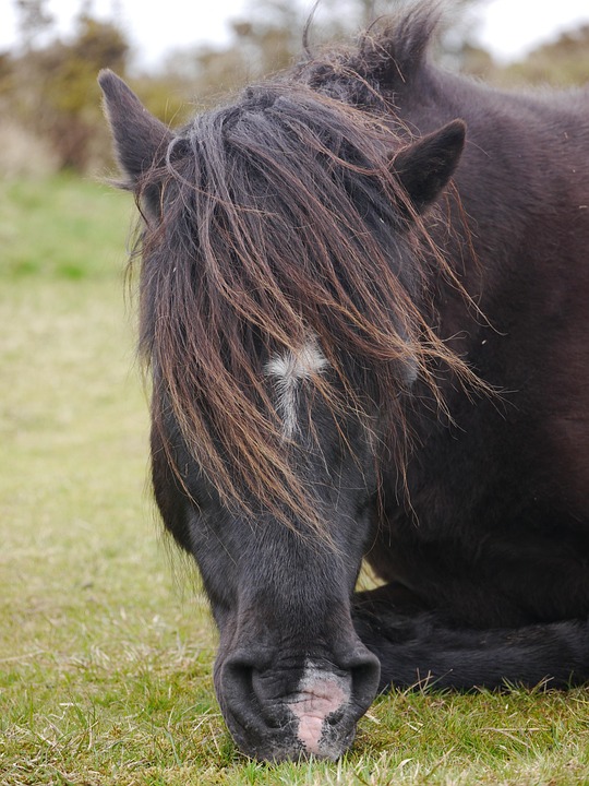 Pony Shetland Gras - Kostenloses Foto auf Pixabay - Pixabay