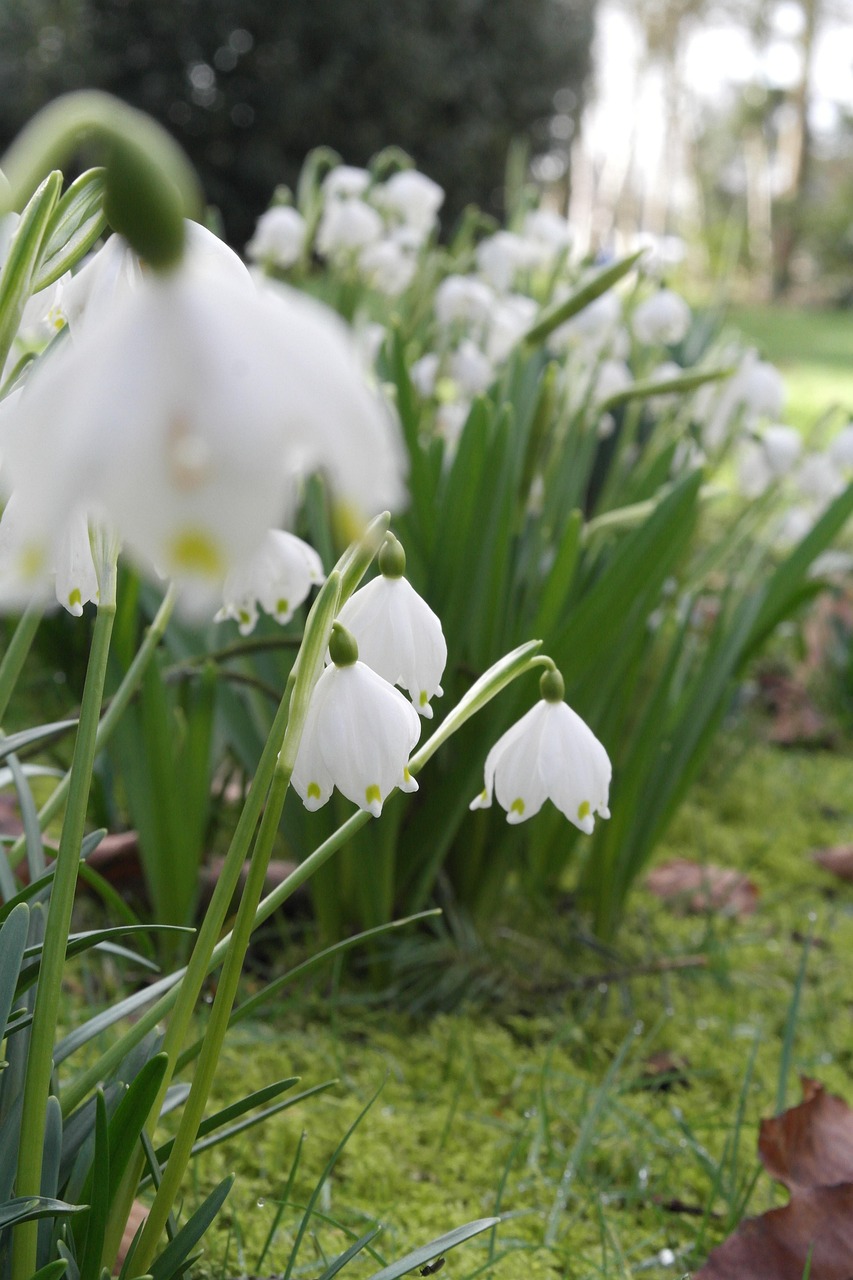 Fleurs Perce-Neige Jardin - Photo gratuite sur Pixabay - Pixabay