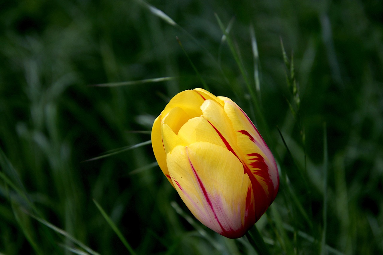 Tulipe Fleurs Plantes Bulbeuses - Photo gratuite sur Pixabay - Pixabay