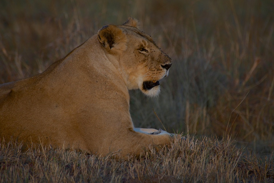 Lioness Lion Feline - Free photo on Pixabay - Pixabay