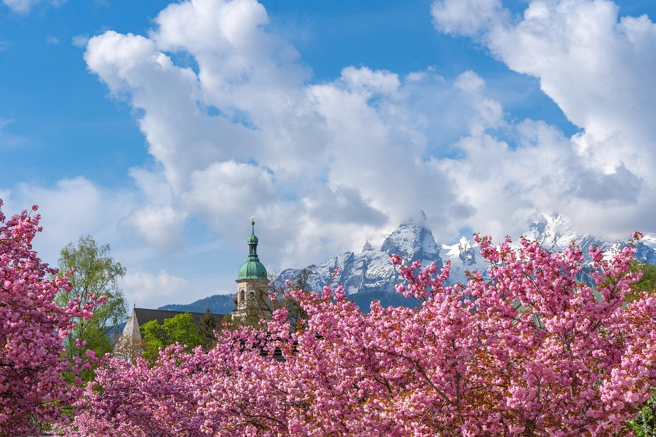 Cherry Blossoms Ornamental - Free photo on Pixabay