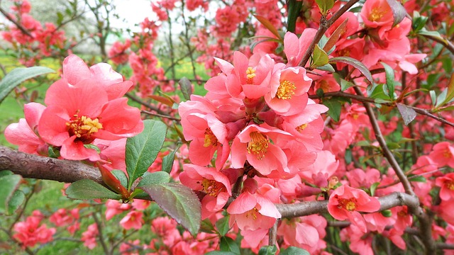 Pigwowiec Japonais Floraison - Photo gratuite sur Pixabay - Pixabay