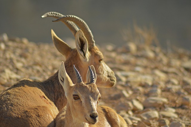 Nubian Ibex Goat Animal - Free photo on Pixabay - Pixabay