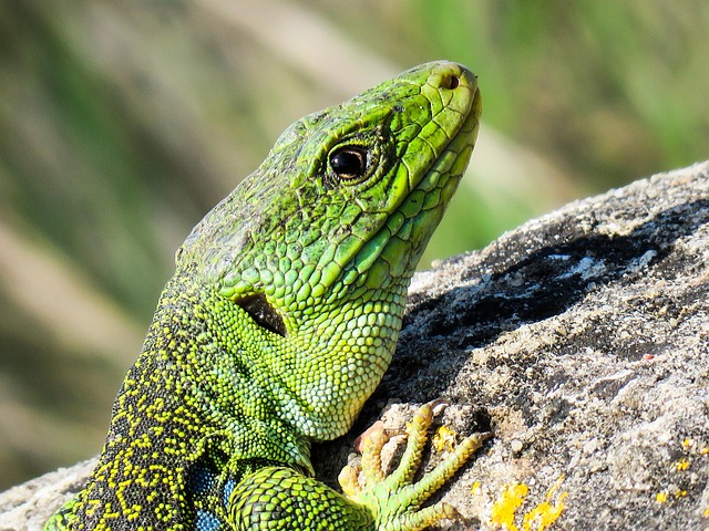 Állat Gyík Hüllő - Ingyenes fotó a Pixabay-en - Pixabay