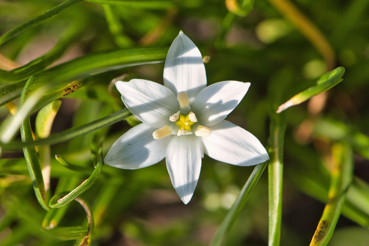 Planta De Estrella Blanca De Belén