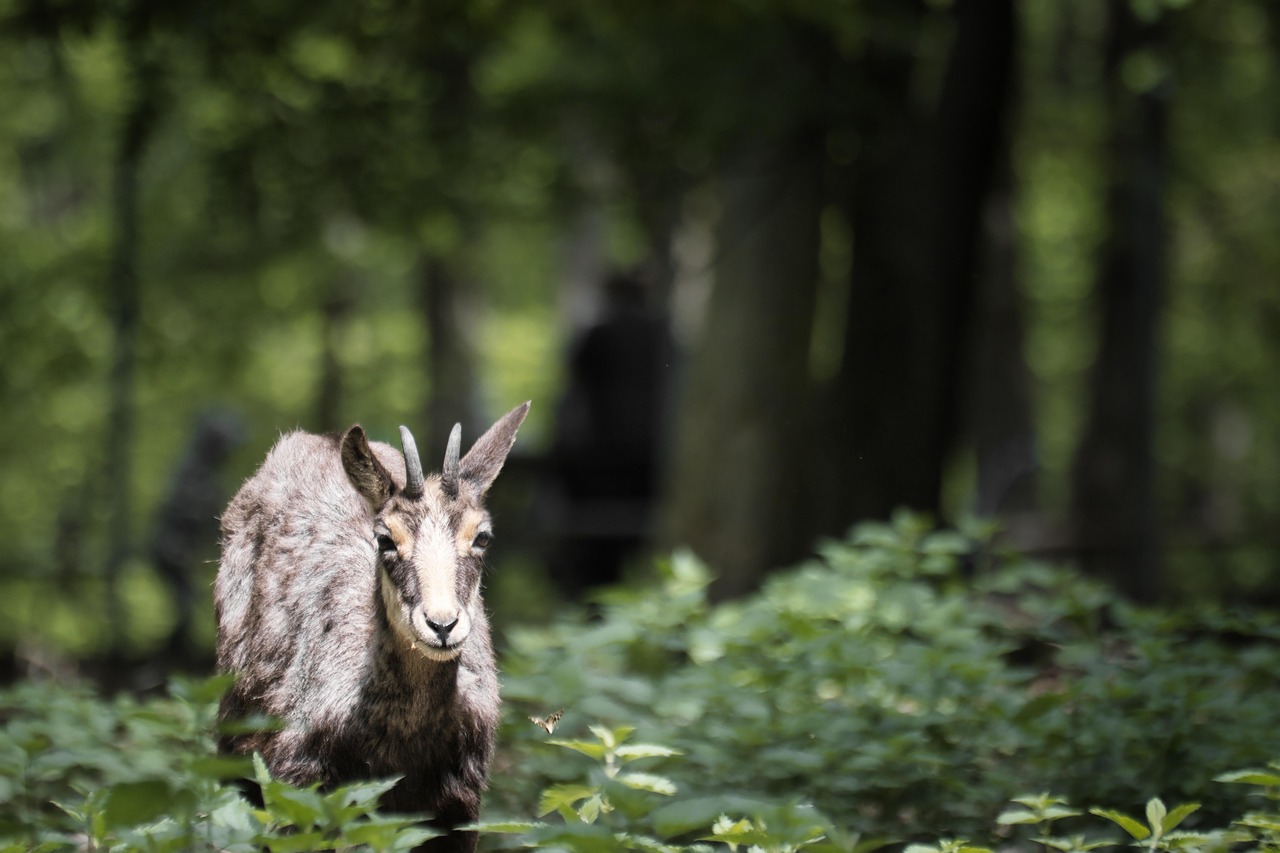 Goat Sheep Lamb - Free photo on Pixabay