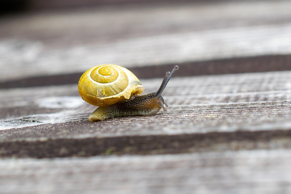 Escargot Coquille Fermer - Photo gratuite sur Pixabay - Pixabay