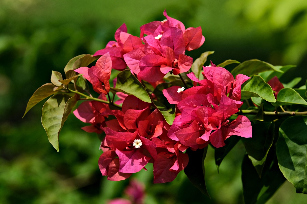 400,000+ Free Bougainvillea Flowers & Bougainvillea Images - Pixabay