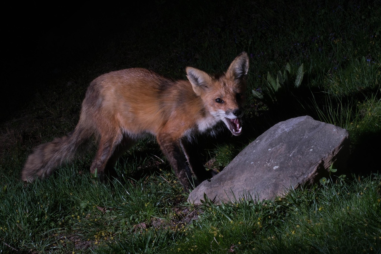 Animal Red Fox Wildlife - Free photo on Pixabay - Pixabay