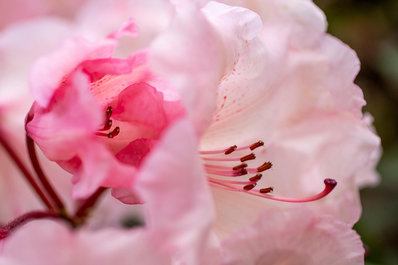 Bunga Rhododendron Kebun Merah - Foto gratis di Pixabay - Pixabay