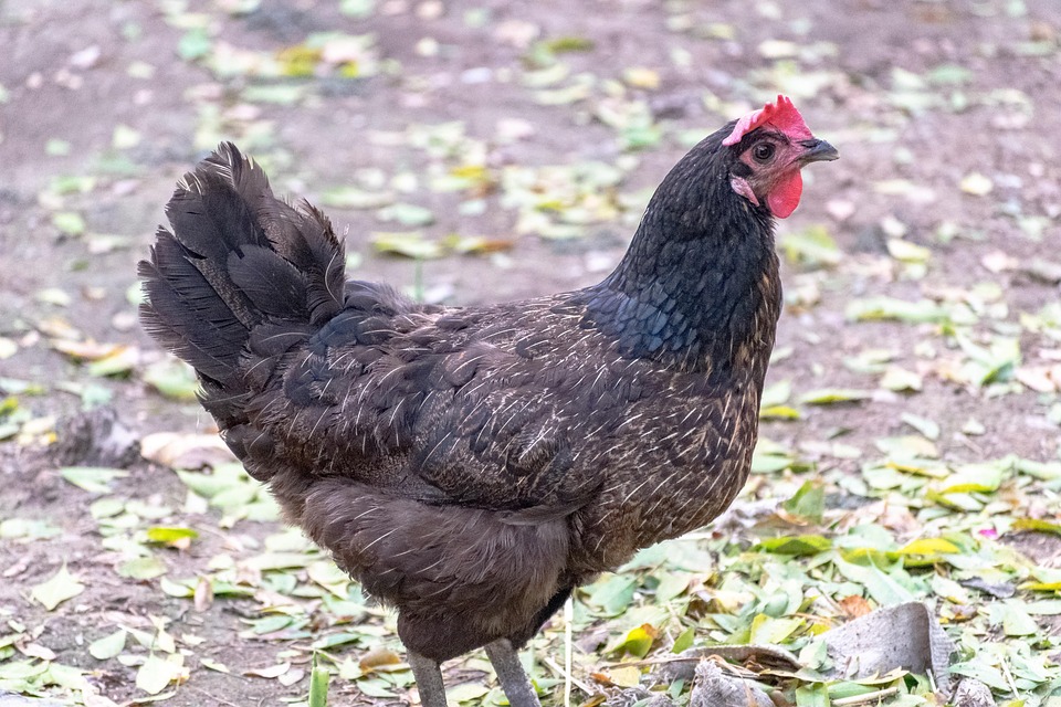 Poulet Poule La Volaille - Photo gratuite sur Pixabay