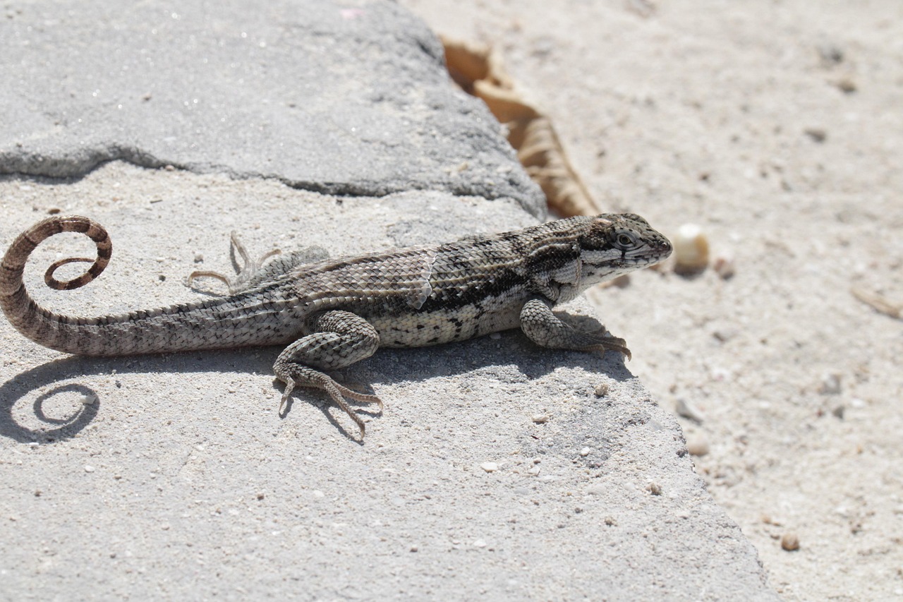 Northern Curly-Tailed Lizard - Free photo on Pixabay