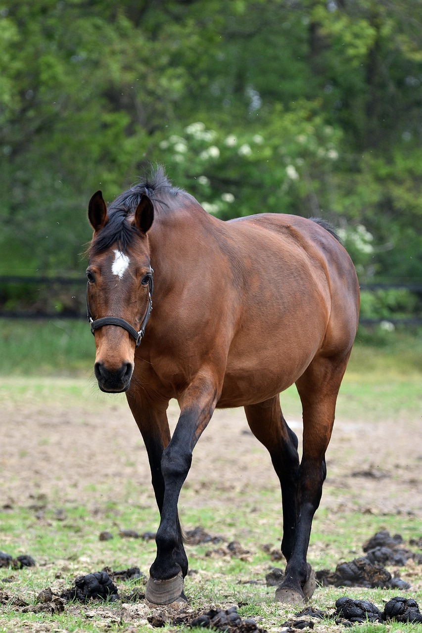 Animal Caballo Mamífero - Foto gratis en Pixabay