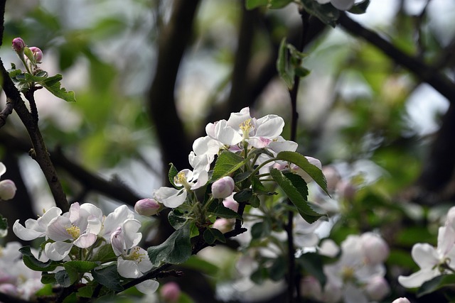 Apple Blossom Blooming - Free photo on Pixabay