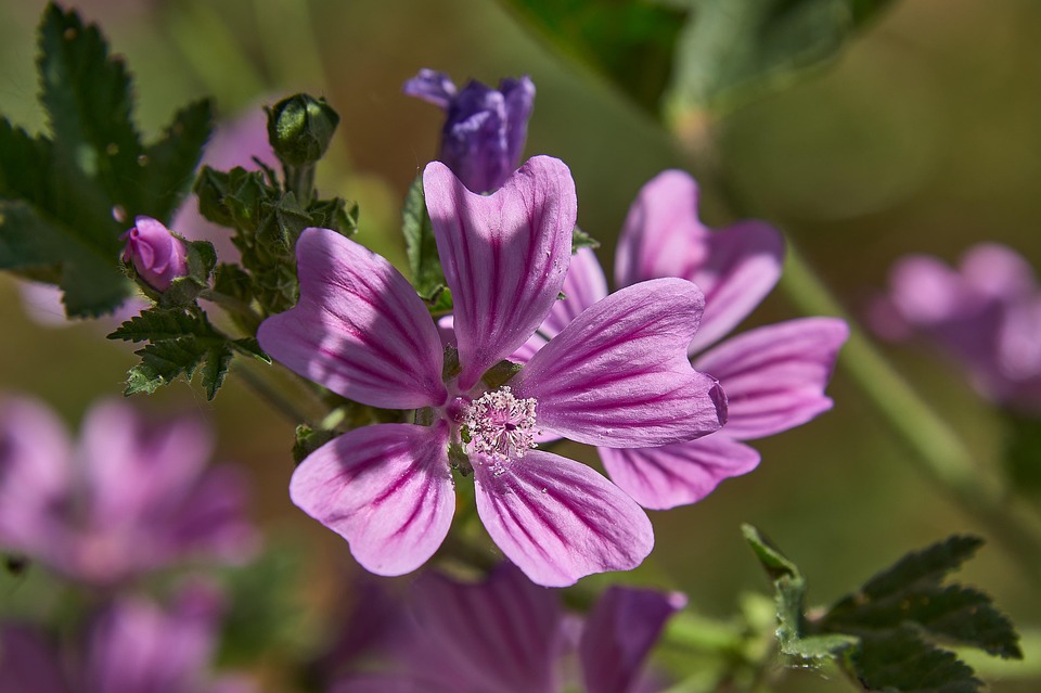 Blomma Malva Natur - Gratis foto på Pixabay