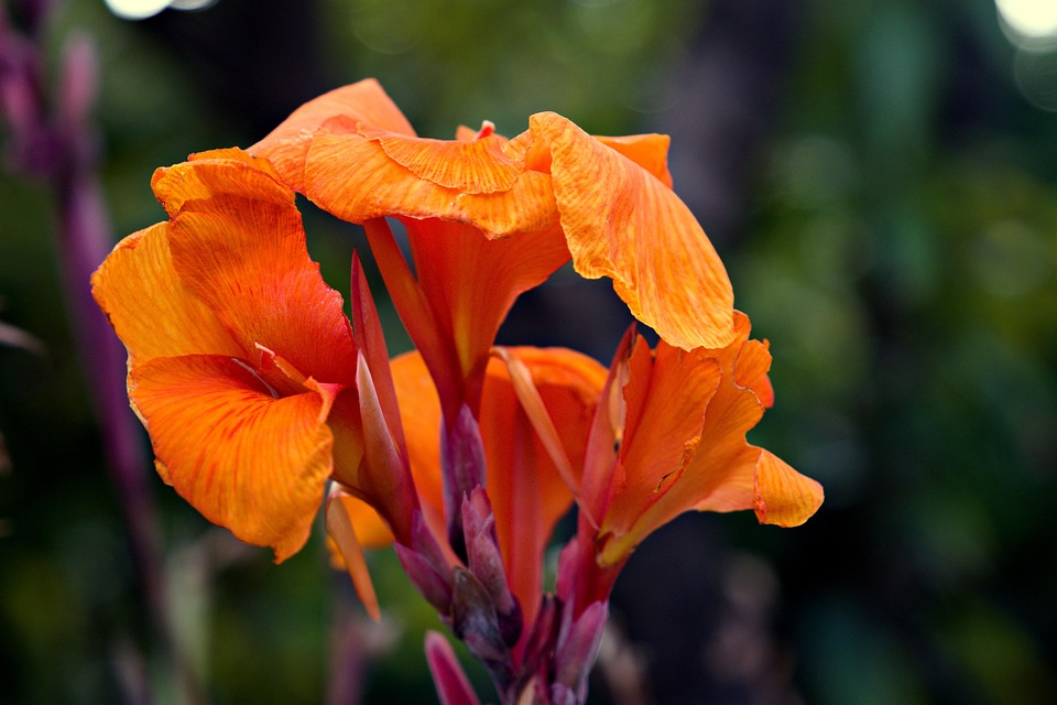 Flowers Canna Flora - Free photo on Pixabay