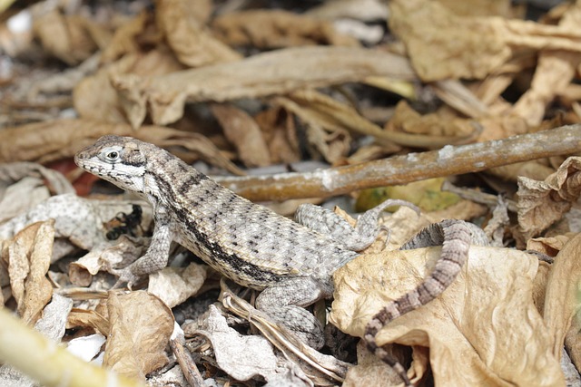 Northern Curly-Tailed Lizard - Free photo on Pixabay - Pixabay