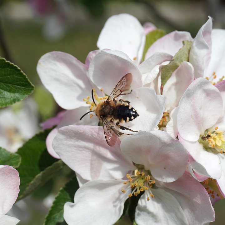 Mourning Bee Apple Blossoms - Free photo on Pixabay - Pixabay