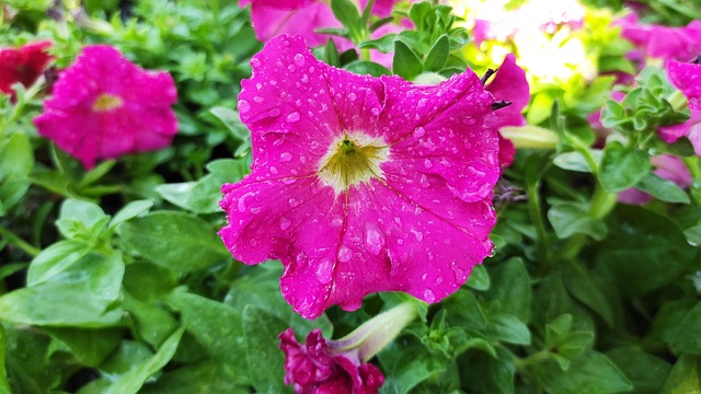 Pink Water Drop - Free photo on Pixabay - Pixabay