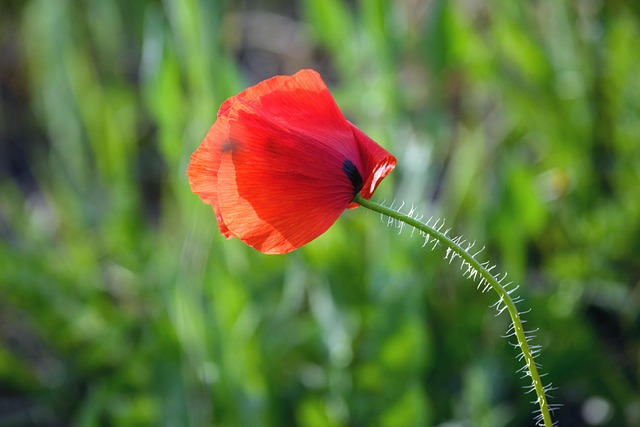Common Poppy Flower Plant - Free photo on Pixabay - Pixabay