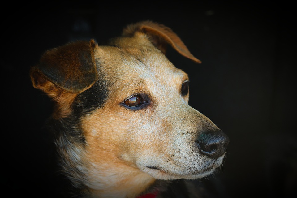 Animal Dog Snout - Free photo on Pixabay - Pixabay
