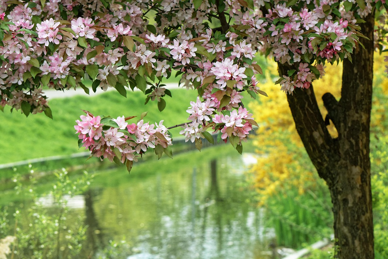 Blossom Flowers Tree - Free photo on Pixabay