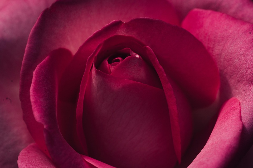 Fleur Rose Bloom - Photo gratuite sur Pixabay - Pixabay