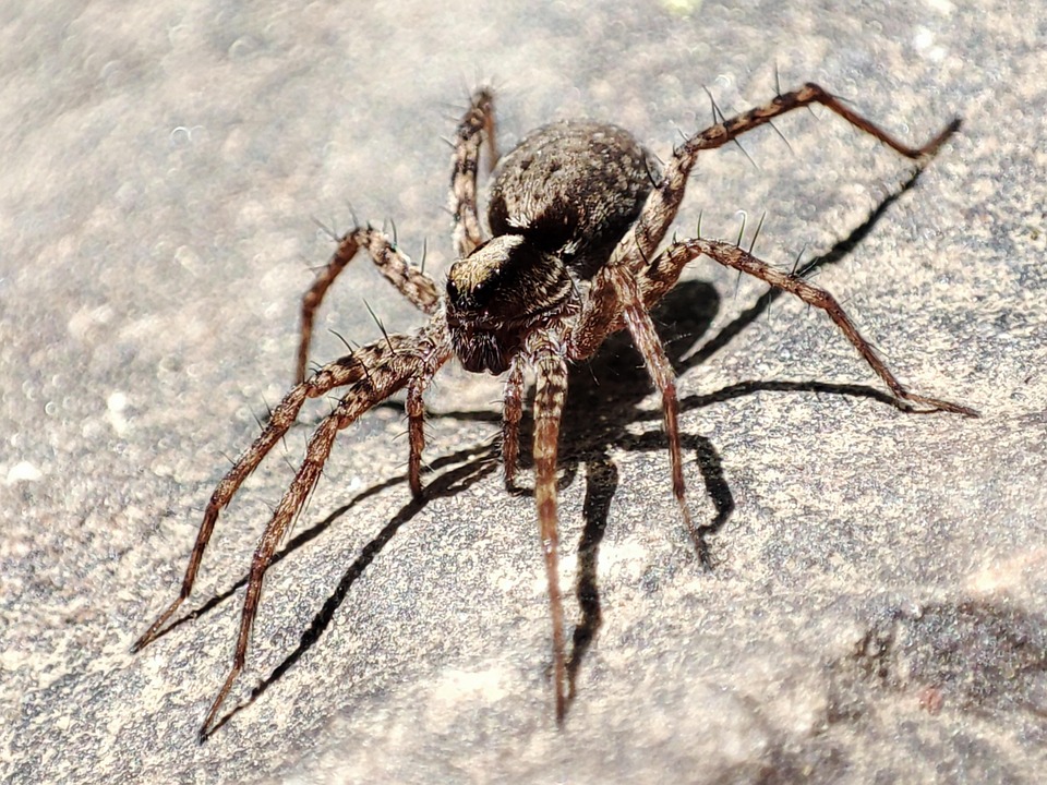 Spider Nature Forest - Free photo on Pixabay - Pixabay