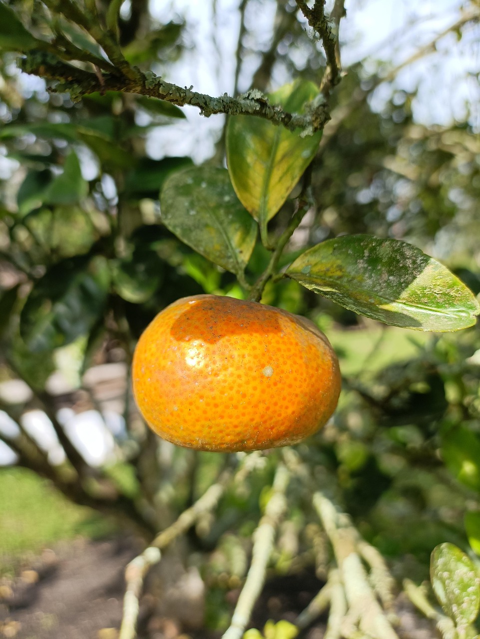 Mandarina Cítricos Hojas Árbol De - Foto gratis en Pixabay - Pixabay
