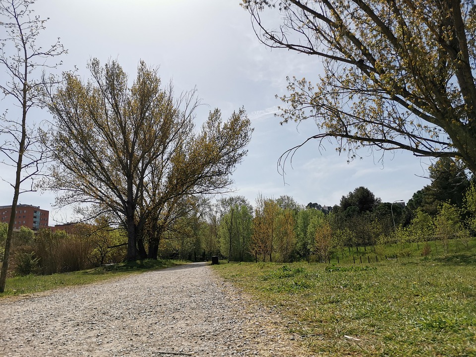 Path Jalur Hutan - Foto gratis di Pixabay - Pixabay