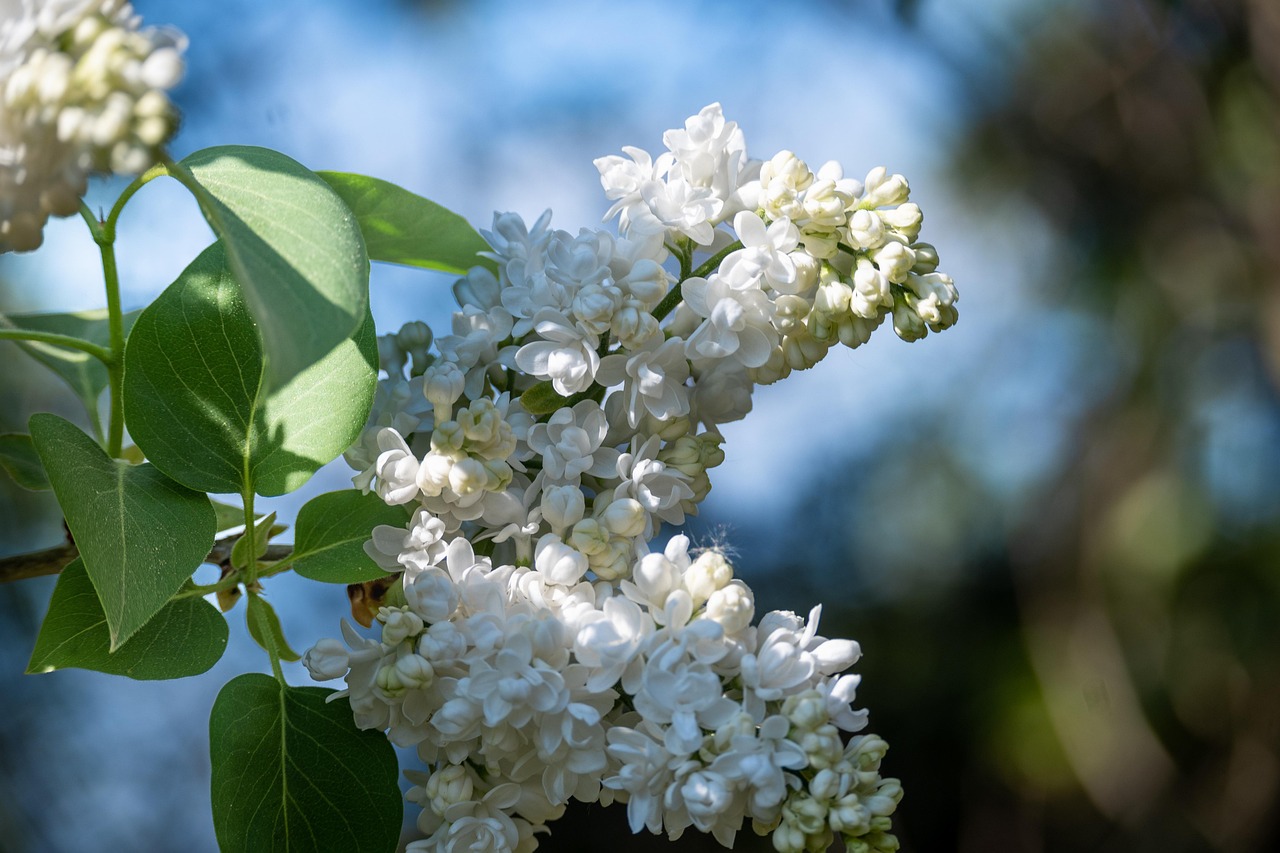 Blumen Lila Botanik - Kostenloses Foto auf Pixabay - Pixabay