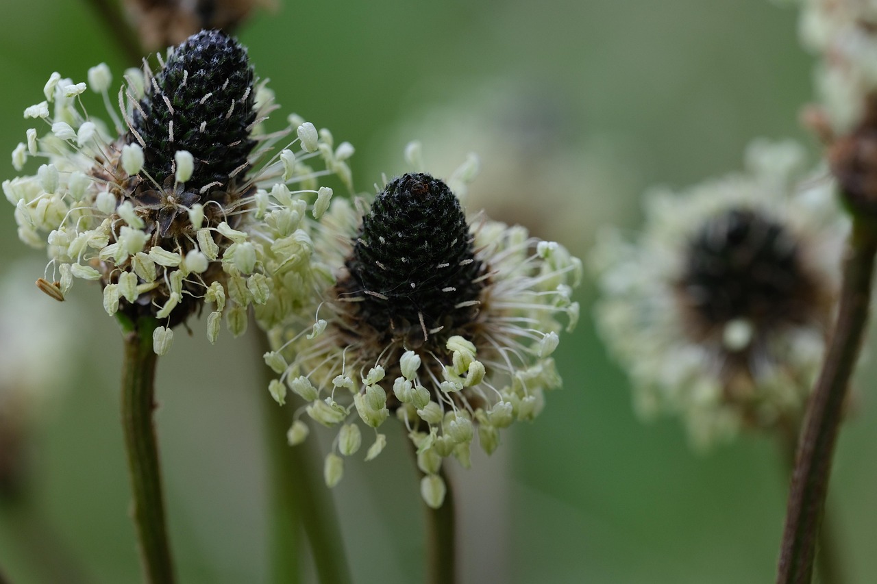 Plantain Buckhorn Nature - Free photo on Pixabay