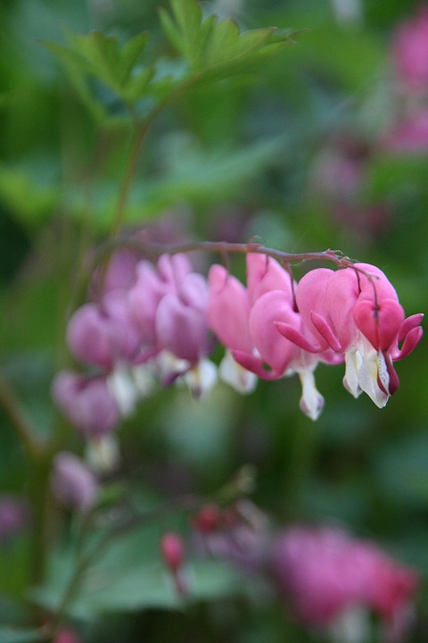 Asian Bleeding-Heart Flowers Plant - Free photo on Pixabay