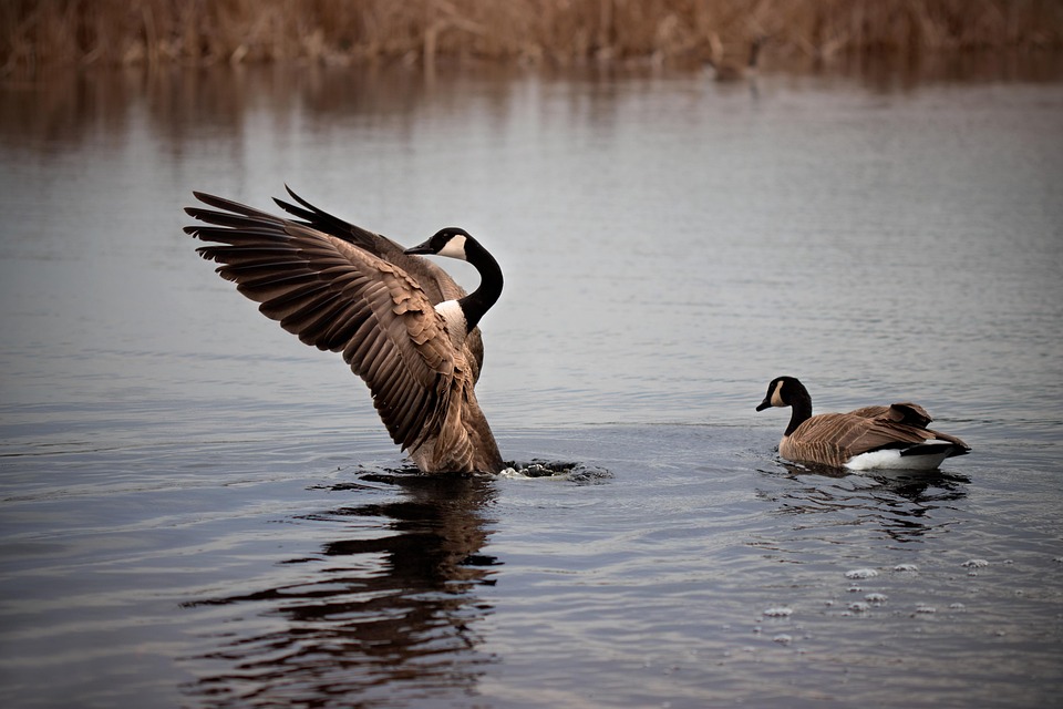Canadian Geese River - Free photo on Pixabay
