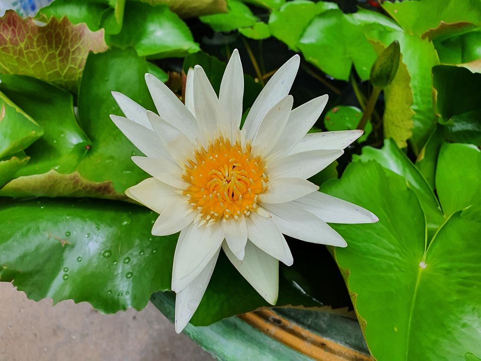 Lotus Feuille De Plantes - Photo gratuite sur Pixabay - Pixabay