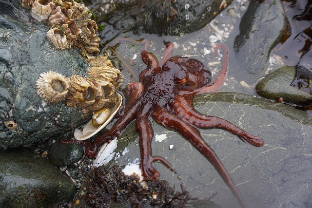 Ocean Octopus Beach - Free photo on Pixabay - Pixabay