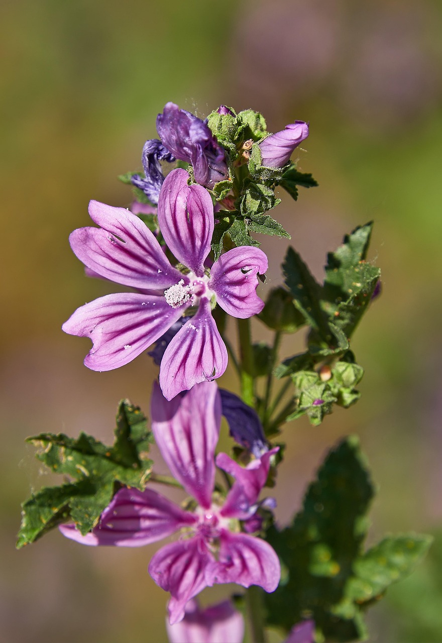 Malva De Campo Flor - Foto gratuita no Pixabay - Pixabay