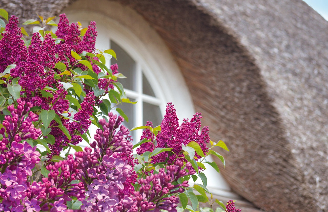 Thatched Roof Window Flower - Free photo on Pixabay - Pixabay