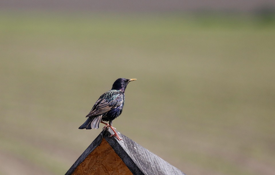 Bird Plumage Watching - Free photo on Pixabay - Pixabay
